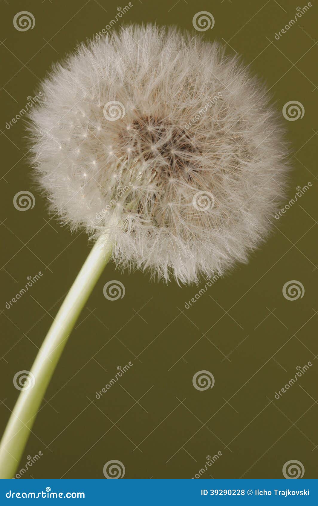Dandelion Shoots stock photo. Image of circle, shoots - 39290228