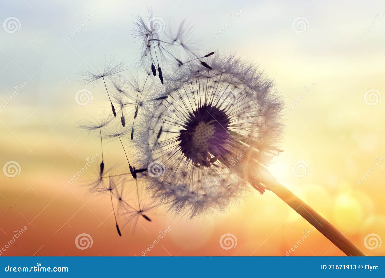 Dandelion Blowing Sunset