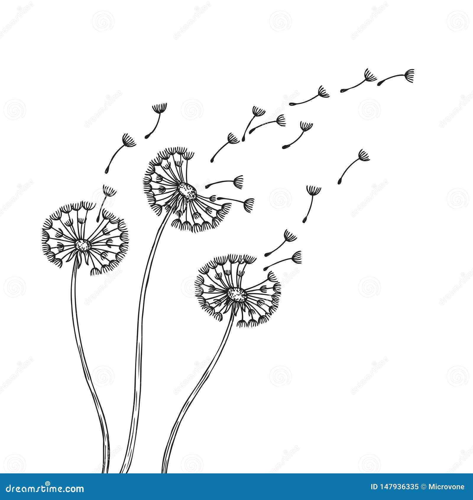 Dandelion Silhouettes Dandelions Grass Pollen Delicate Plant Seeds Blowing Wind Fluff Flower