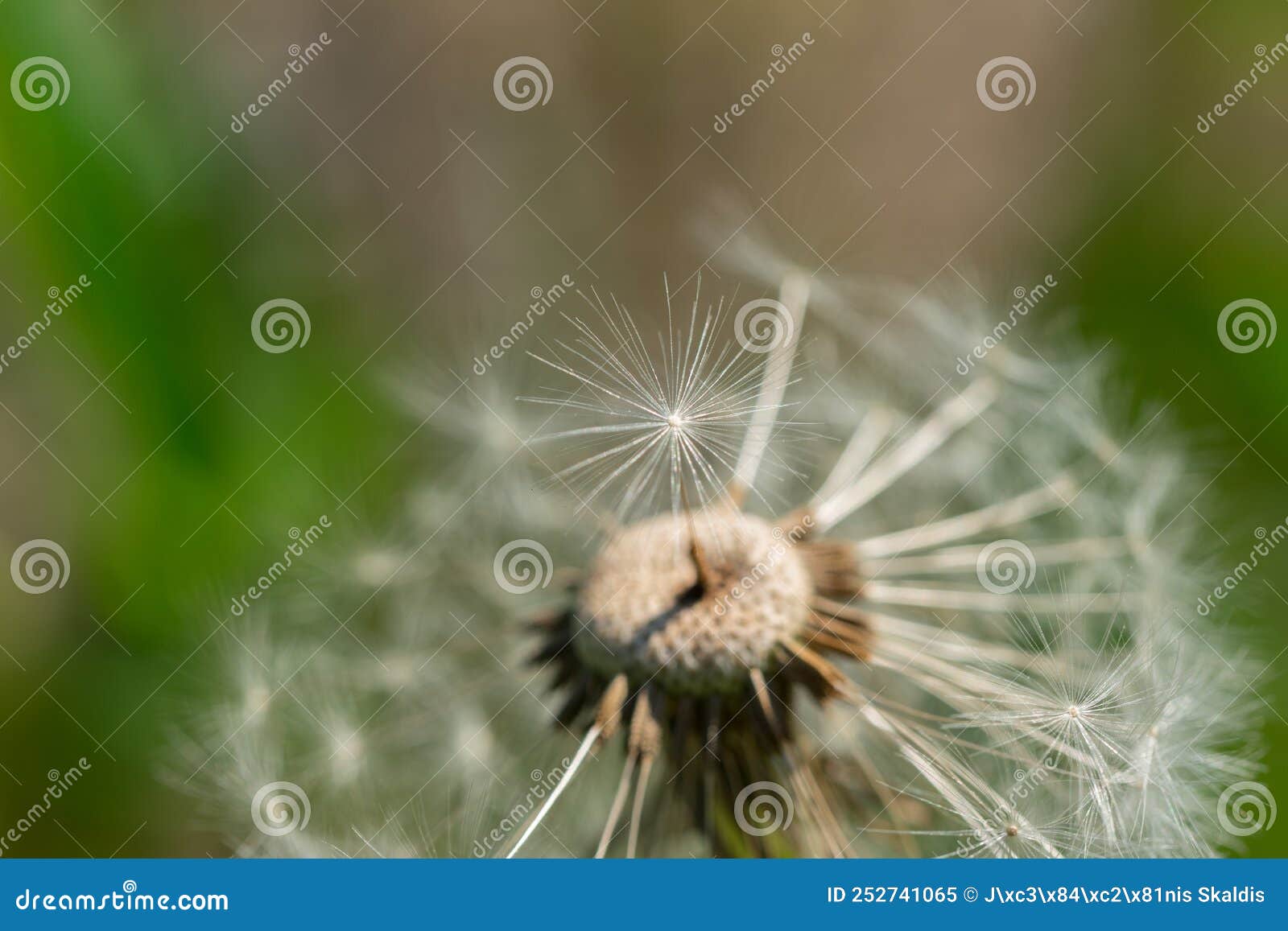 Dandelion with Single Fluff Seed Stock Image - Image of macro ...