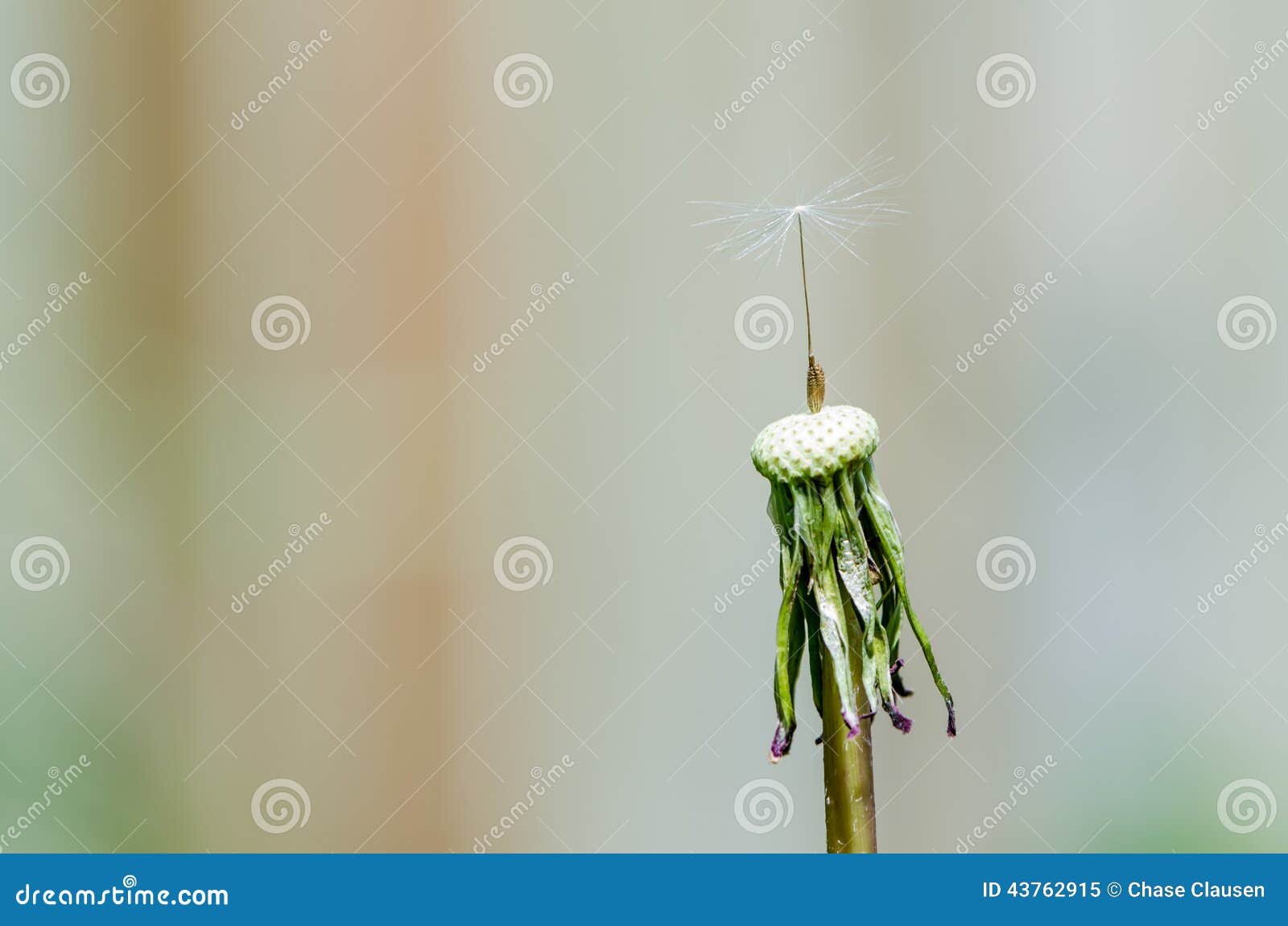 Dandelion with single seed stock image. Image of focused - 43762915