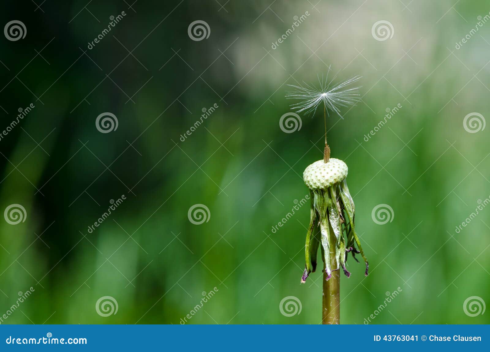 Dandelion with single seed stock image. Image of garden - 43763041