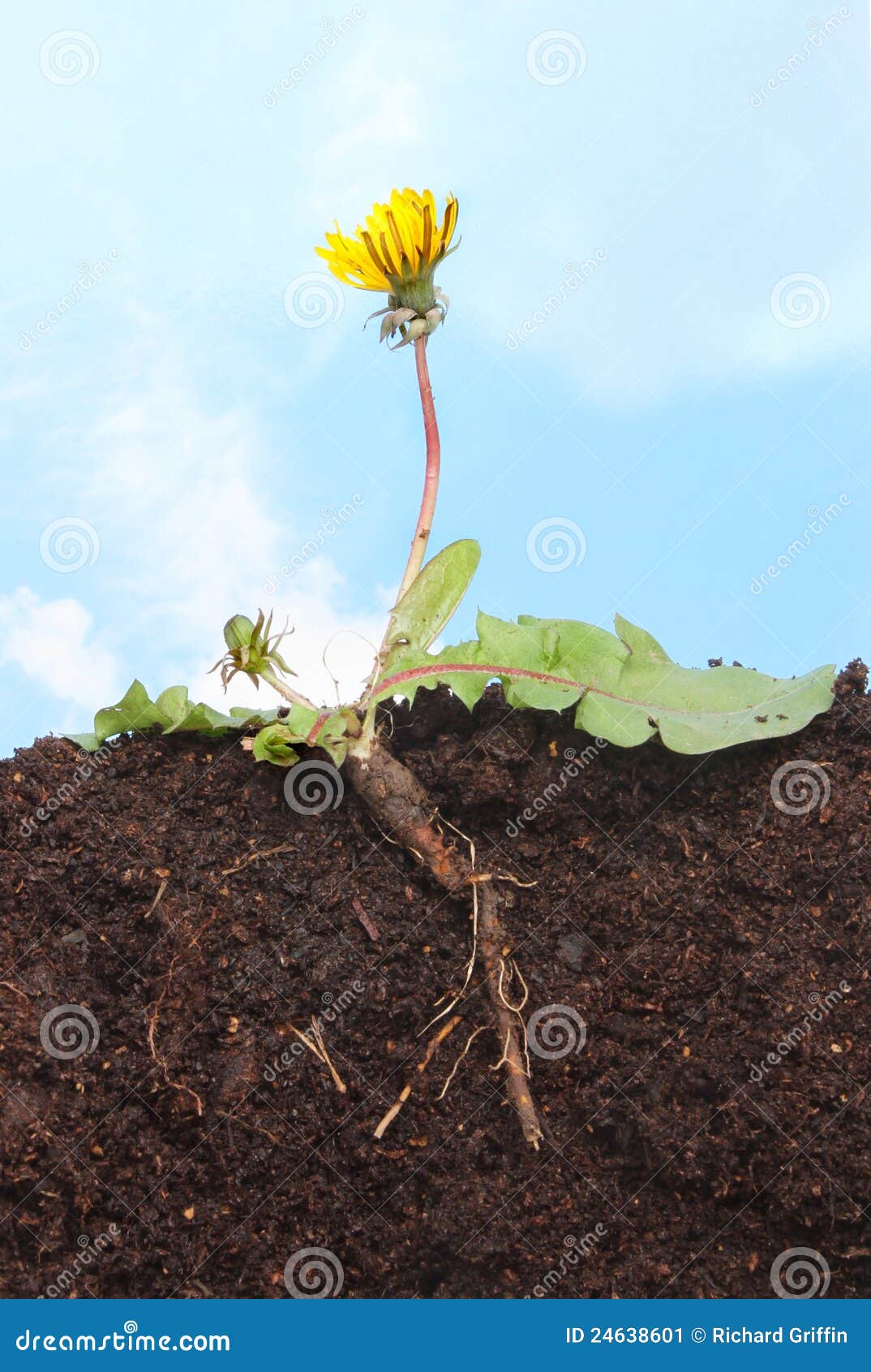 Dandelion sky stock image. Image of leaf, botanical, growth - 24638601