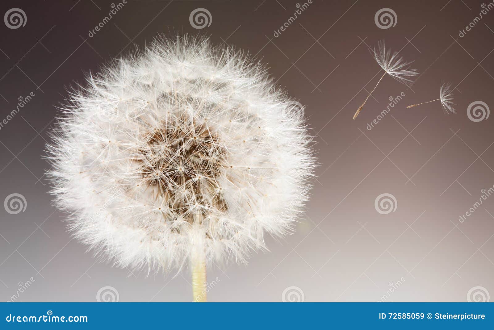 Dandelion stock image. Image of release, away, life, dreams - 72585059