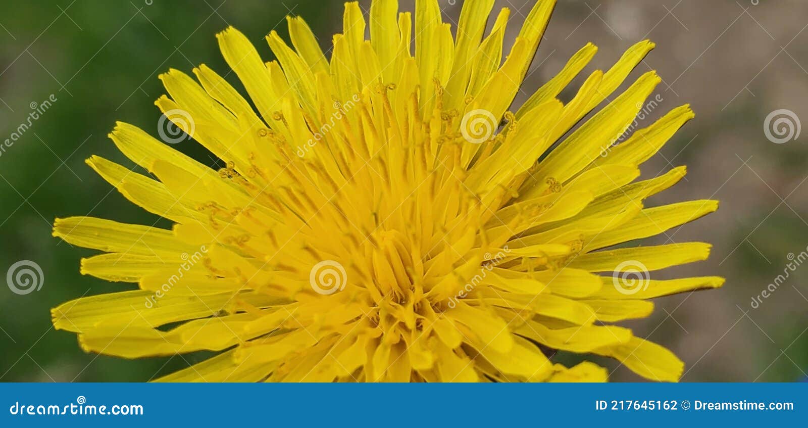 Dandelion, Small Spring Flower Stock Photo - Image of plant, wildflower ...