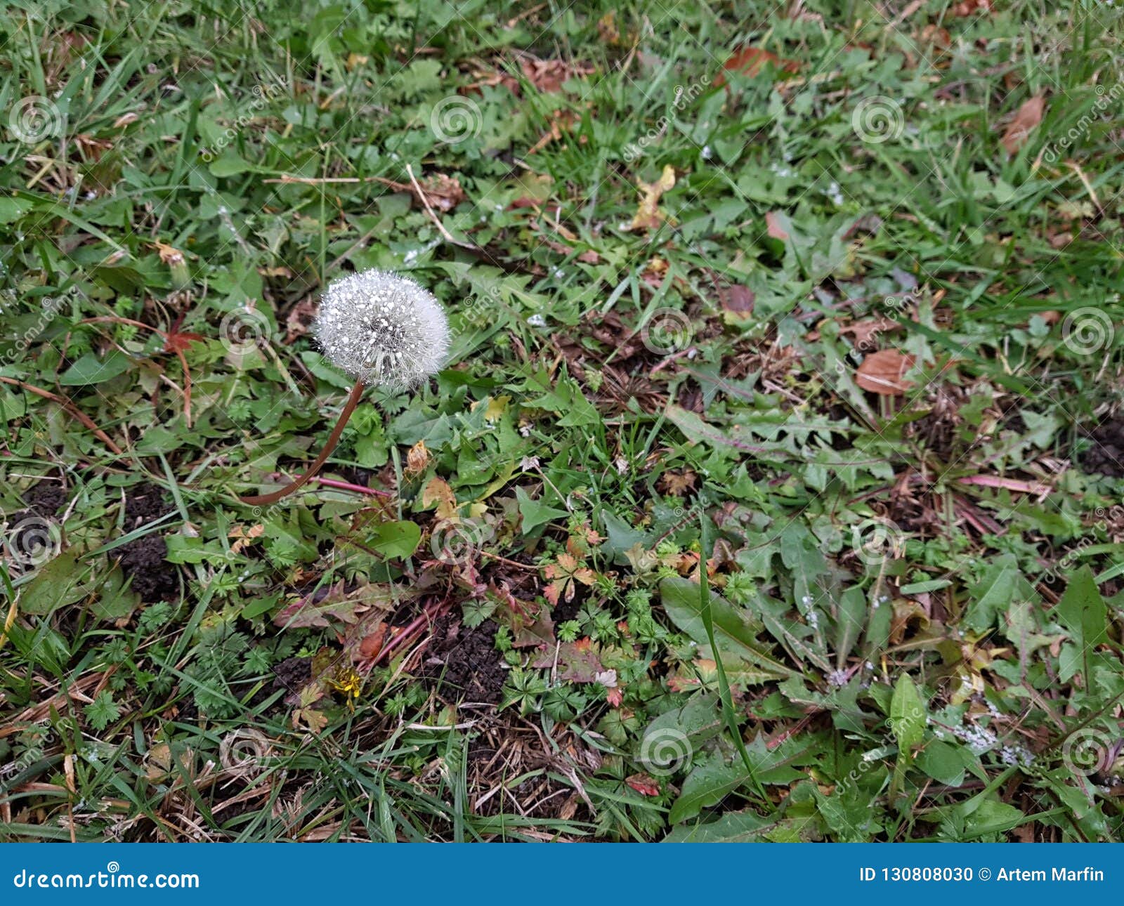 Dandelion in the snow. stock photo. Image of dandelion - 130808030
