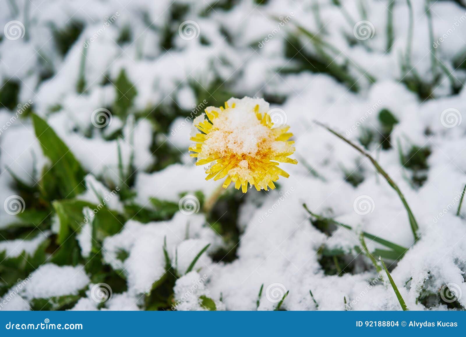 Dandelion snow stock photo. Image of beautiful, blooming - 92188804