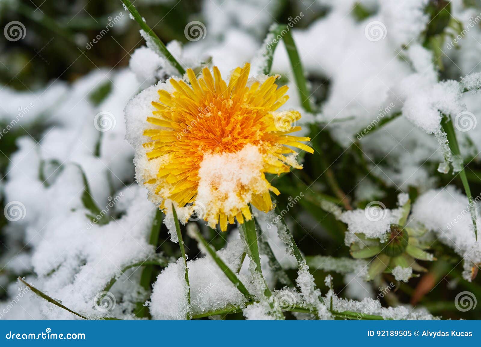 Dandelion snow stock image. Image of blooming, flower - 92189505