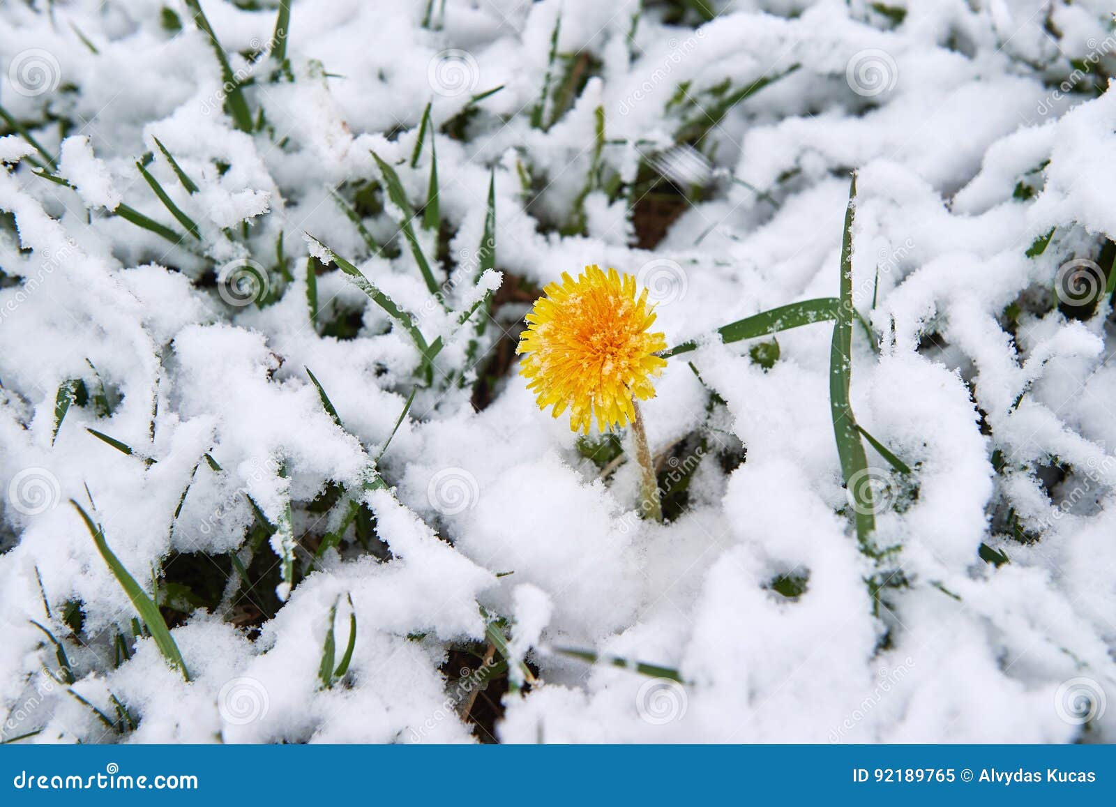 Dandelion snow stock image. Image of focus, nature, freeze - 92189765