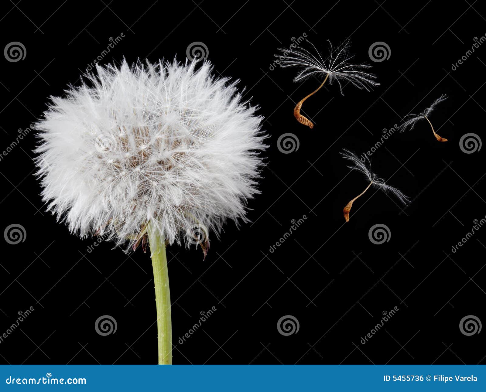 Dandelion with Some Seeds Flying Stock Photo - Image of fluff, float ...