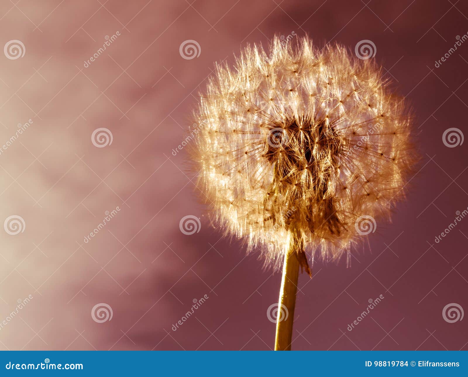 Dandelion sphere stock photo. Image of seeds, flower - 98819784