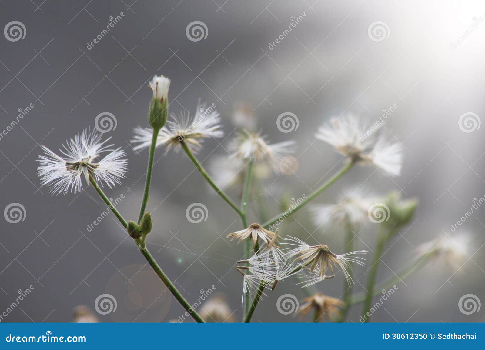 Dandelion, Spider Web and Soft Light Stock Photo - Image of morning ...