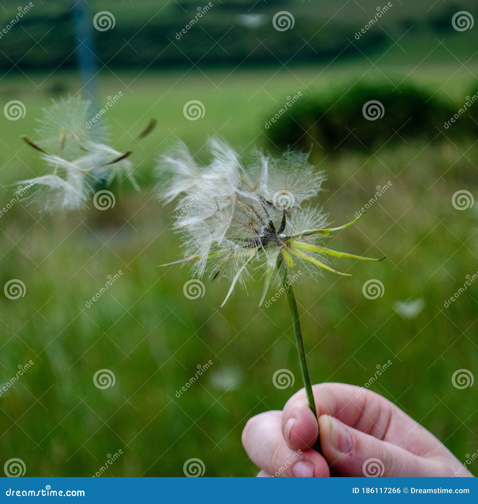 Dandelion Spreading Its Seeds Stock Photo - Image of wildflower ...