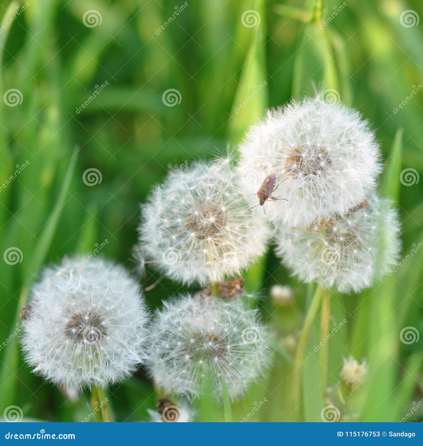 Dandelion spreading seeds stock image. Image of cloning - 115176753