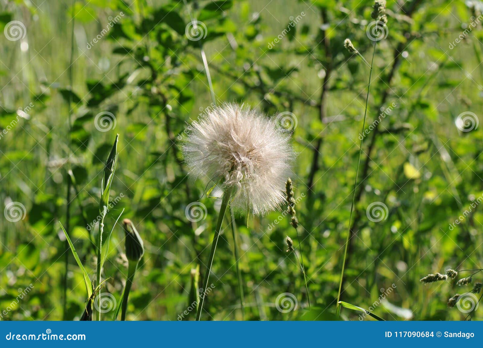 Dandelion spreading seeds stock photo. Image of grow - 117090684