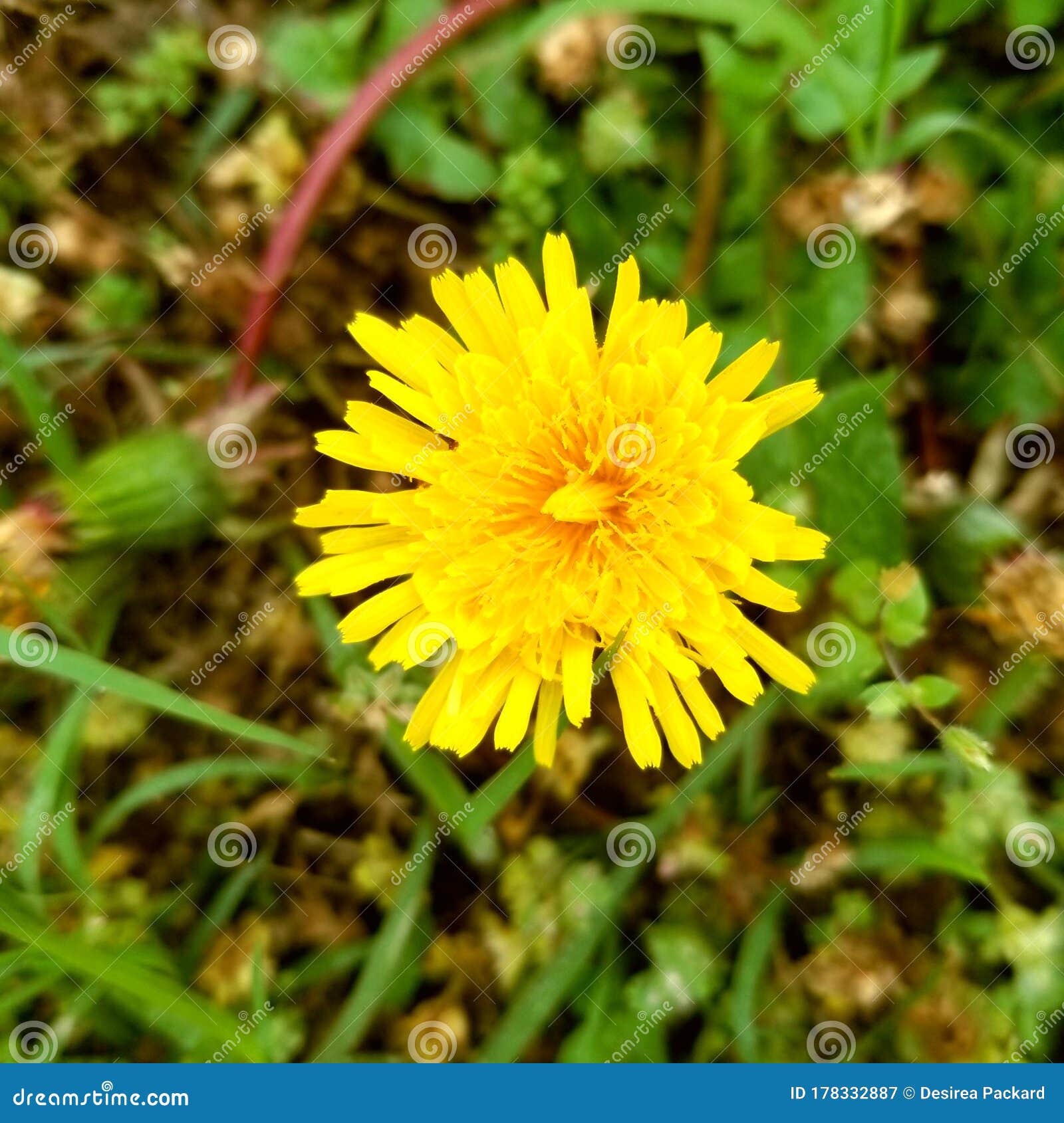 Dandelion in the spring stock image. Image of dandelion - 178332887