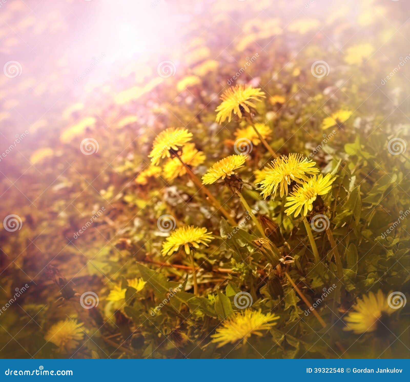 Dandelion in spring stock photo. Image of flower, field - 39322548