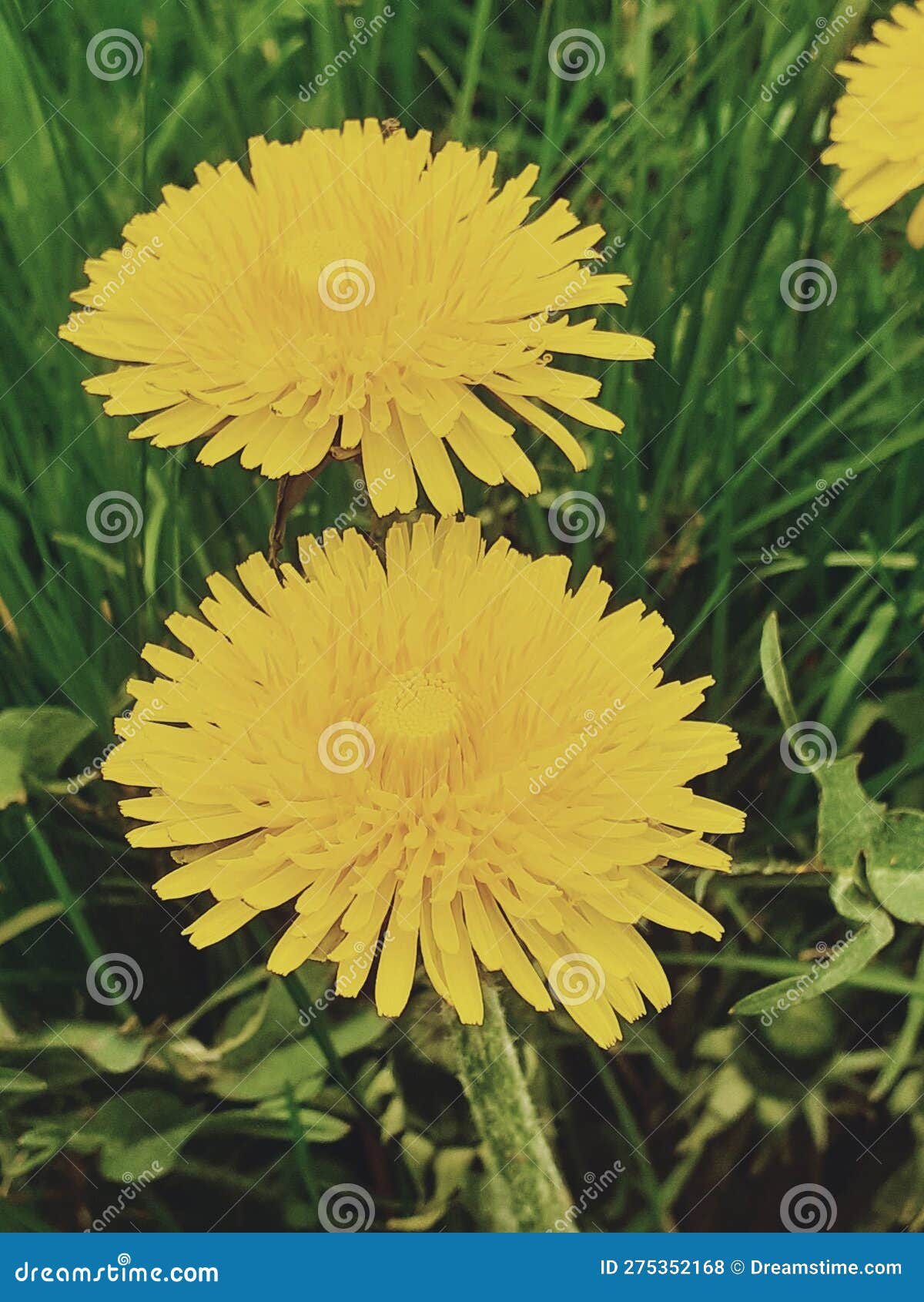 Dandelion spring flowers stock photo. Image of plant - 275352168