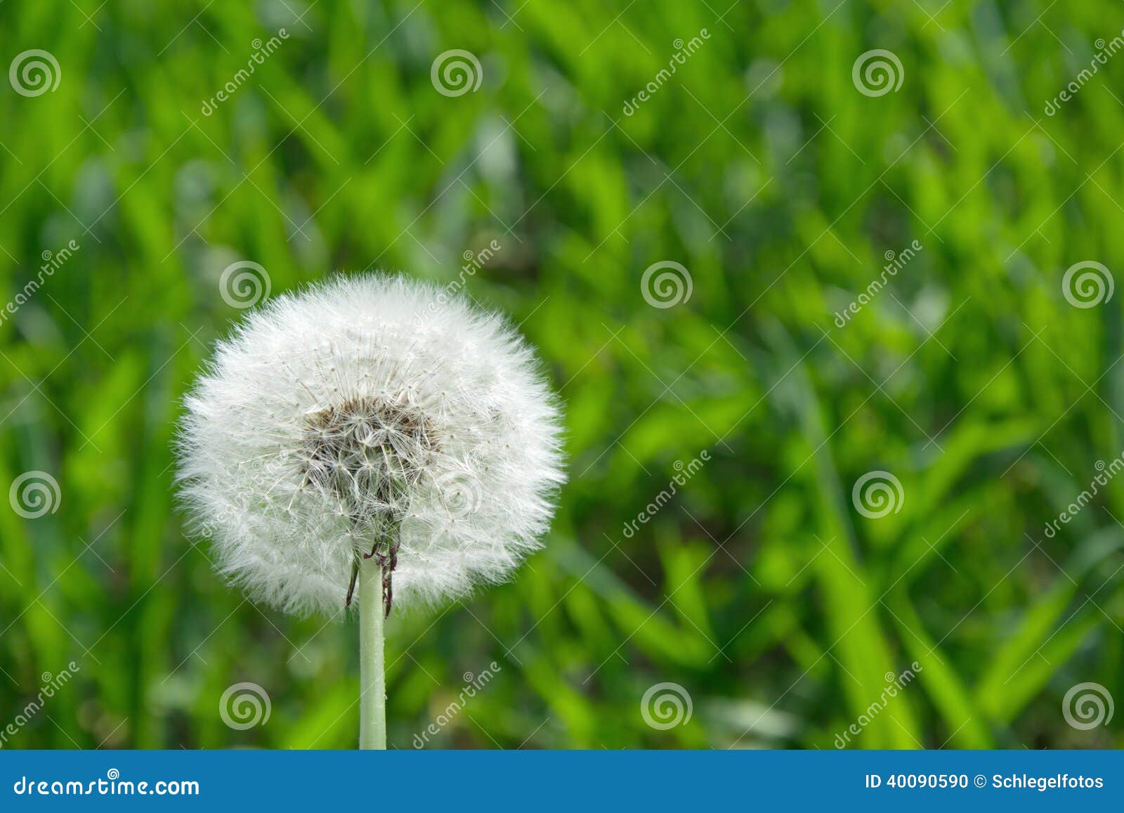 Dandelion in spring nature stock photo. Image of blowing - 40090590