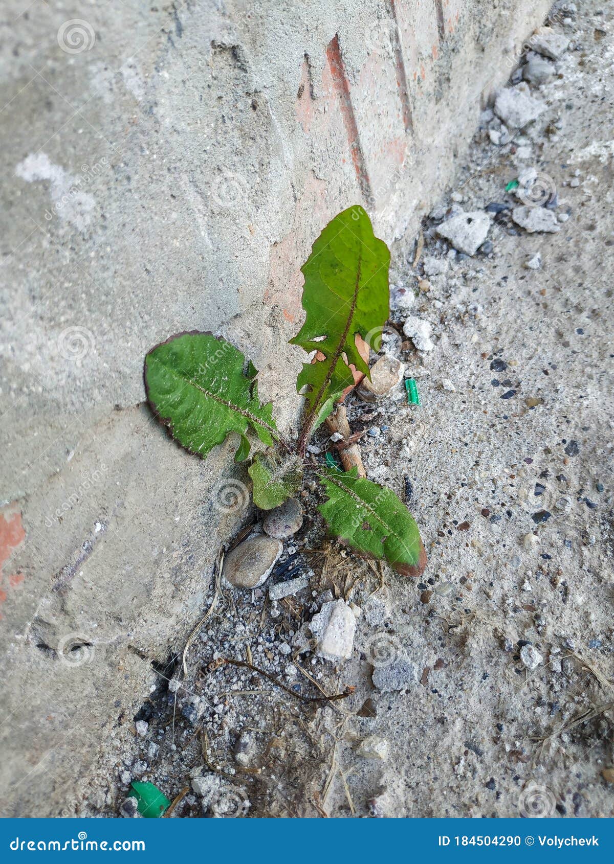 A Dandelion Sprout Growing in Unprotected Concrete Stock Photo - Image ...