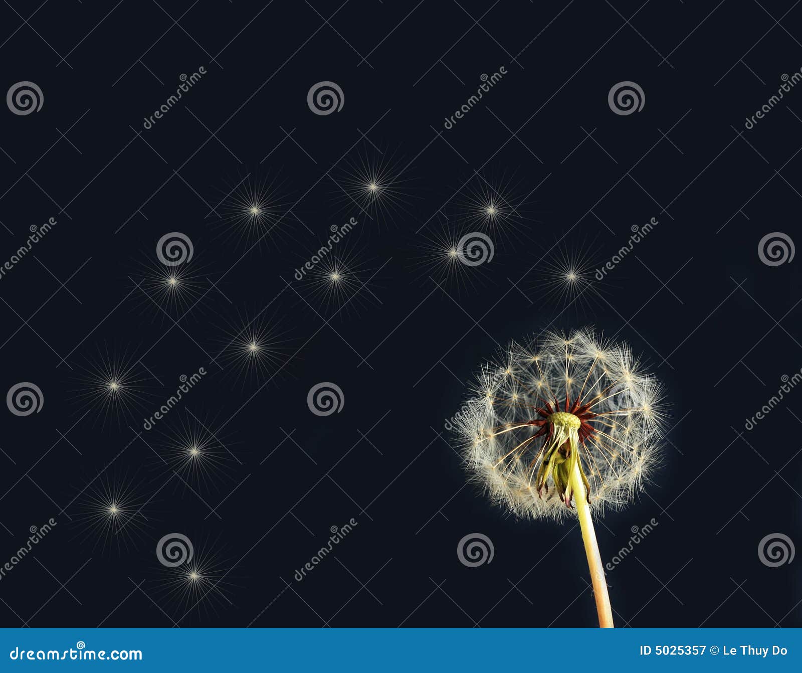 Dandelion and Stars stock image. Image of grassland, star - 5025357