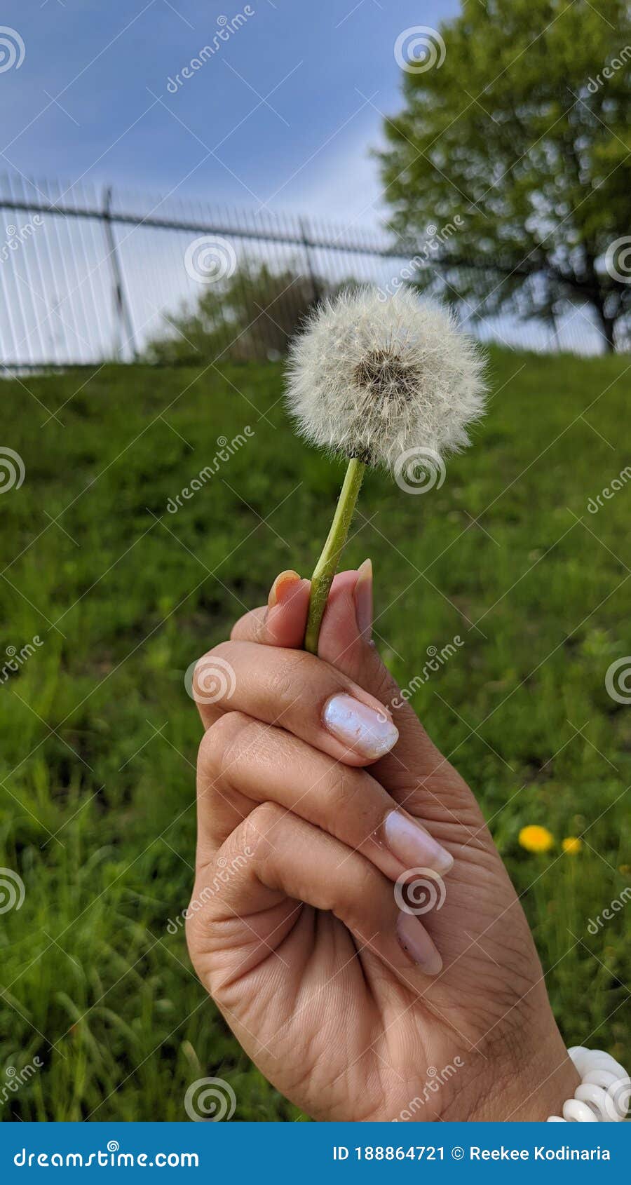 Dandelion in Hand Stock Photo Stock Image - Image of fresh, hand: 188864721
