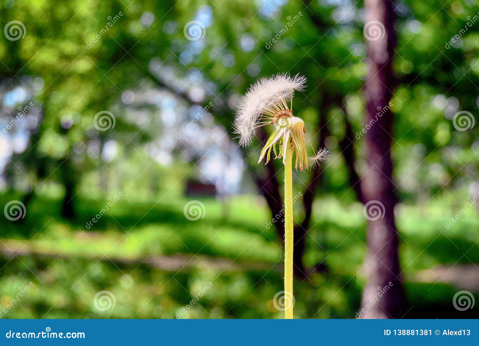 Dandelion in the Summer in Different States Stock Image - Image of ...