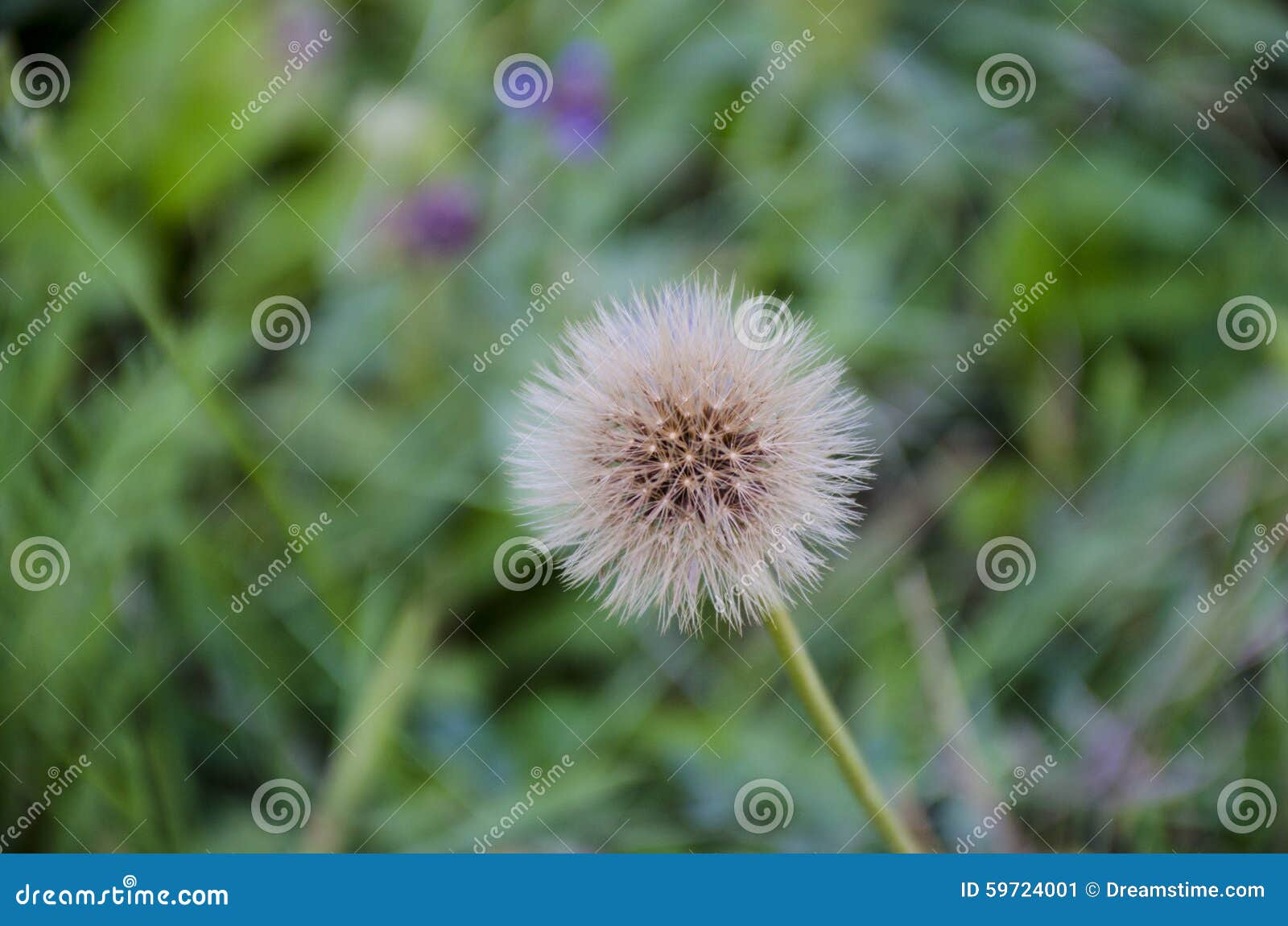 Dandelion in the summer. stock image. Image of black - 59724001