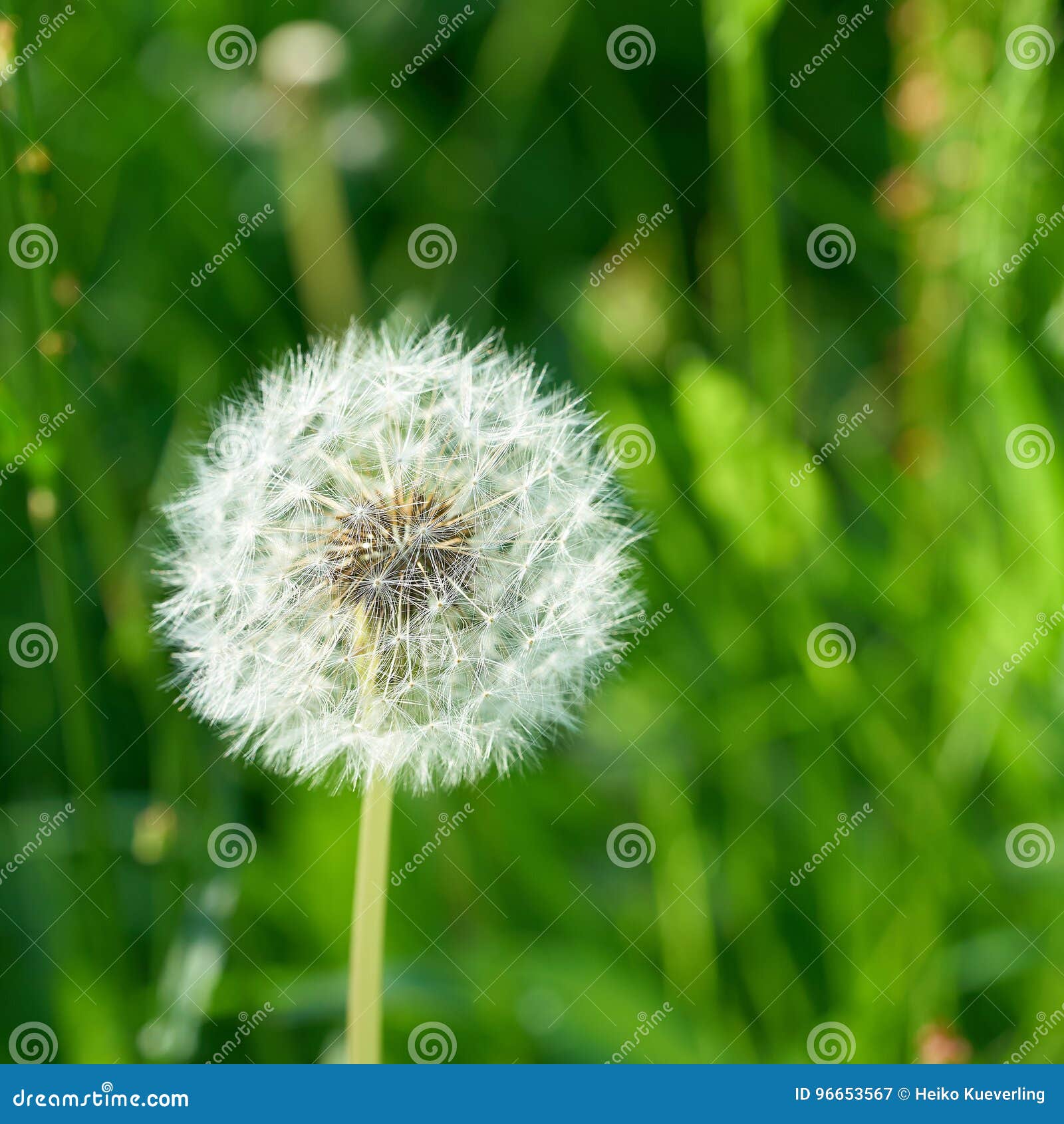 Dandelion in summer stock image. Image of taraxacum, nature - 96653567