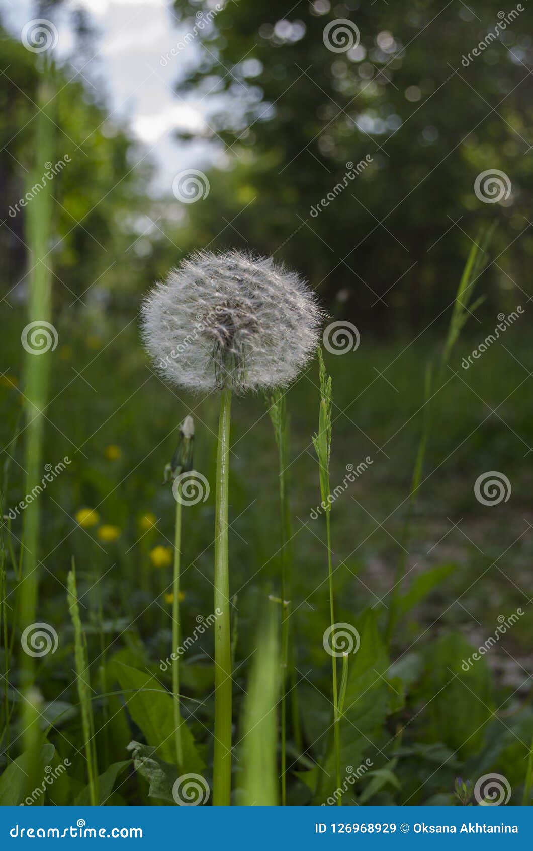Dandelion in summer stock image. Image of beauty, front - 126968929