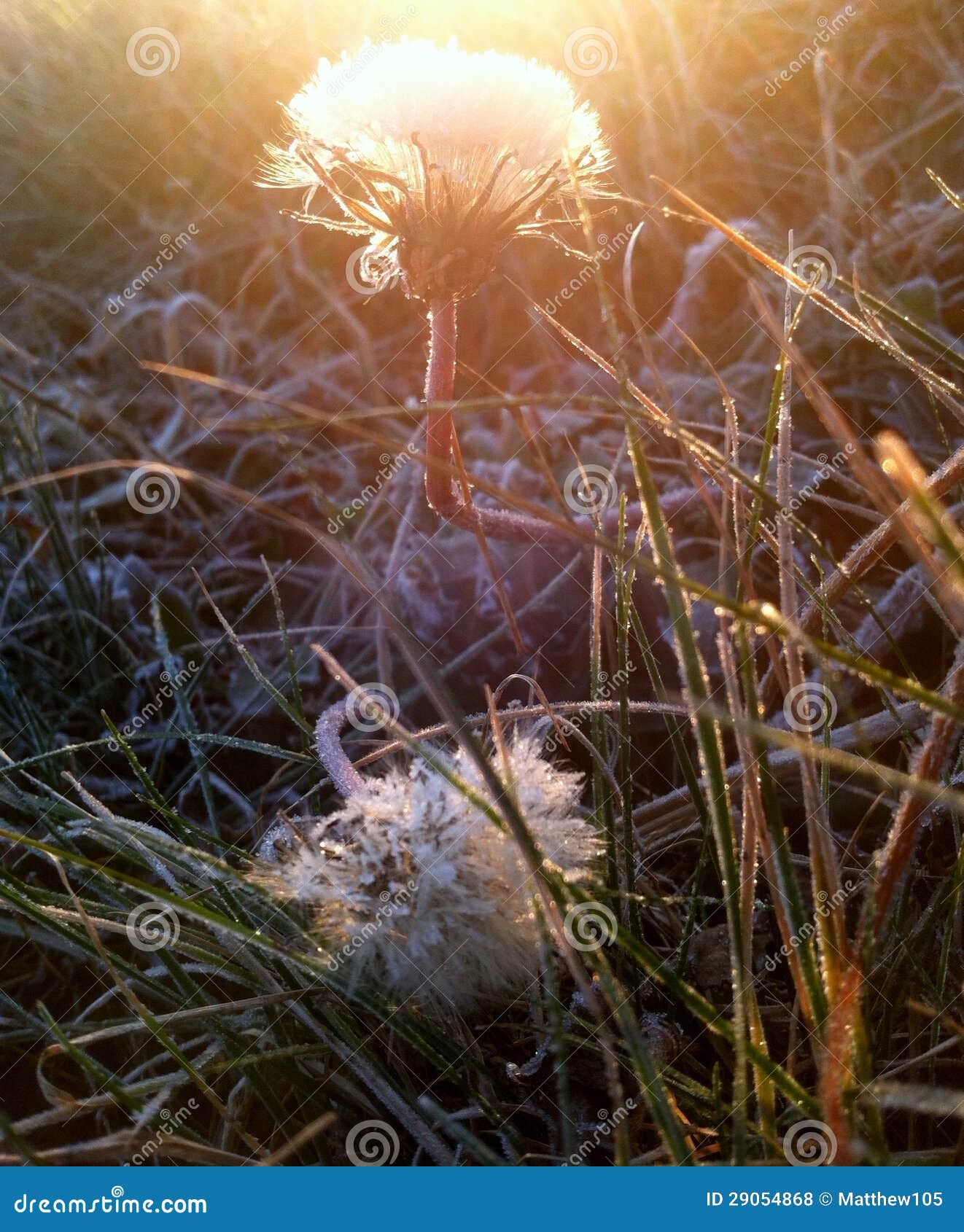 Dandelion in the sun stock photo. Image of flower, taraxacum - 29054868
