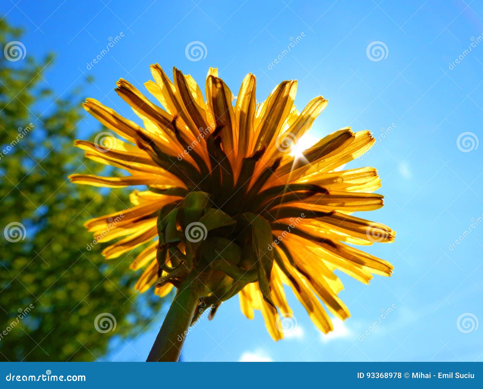 Dandelion stock photo. Image of colour, natural, flora - 93368978