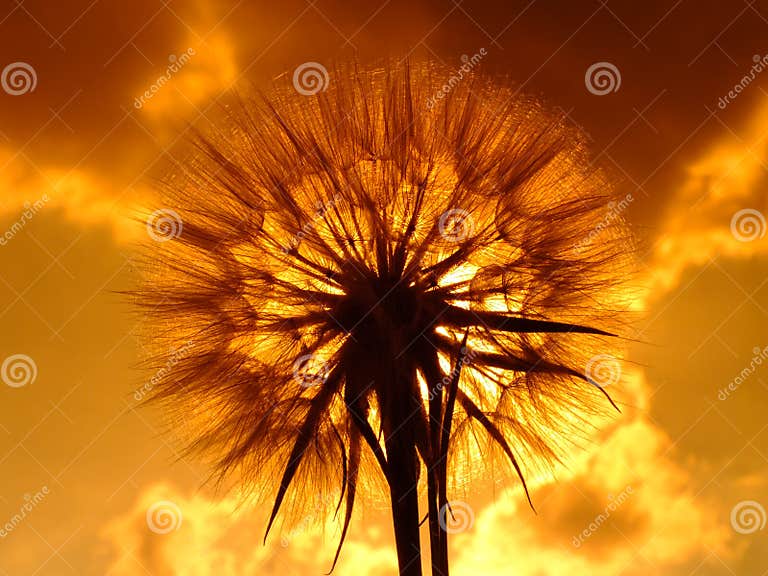 Dandelion and the Sun Background Stock Image - Image of heaven, health ...