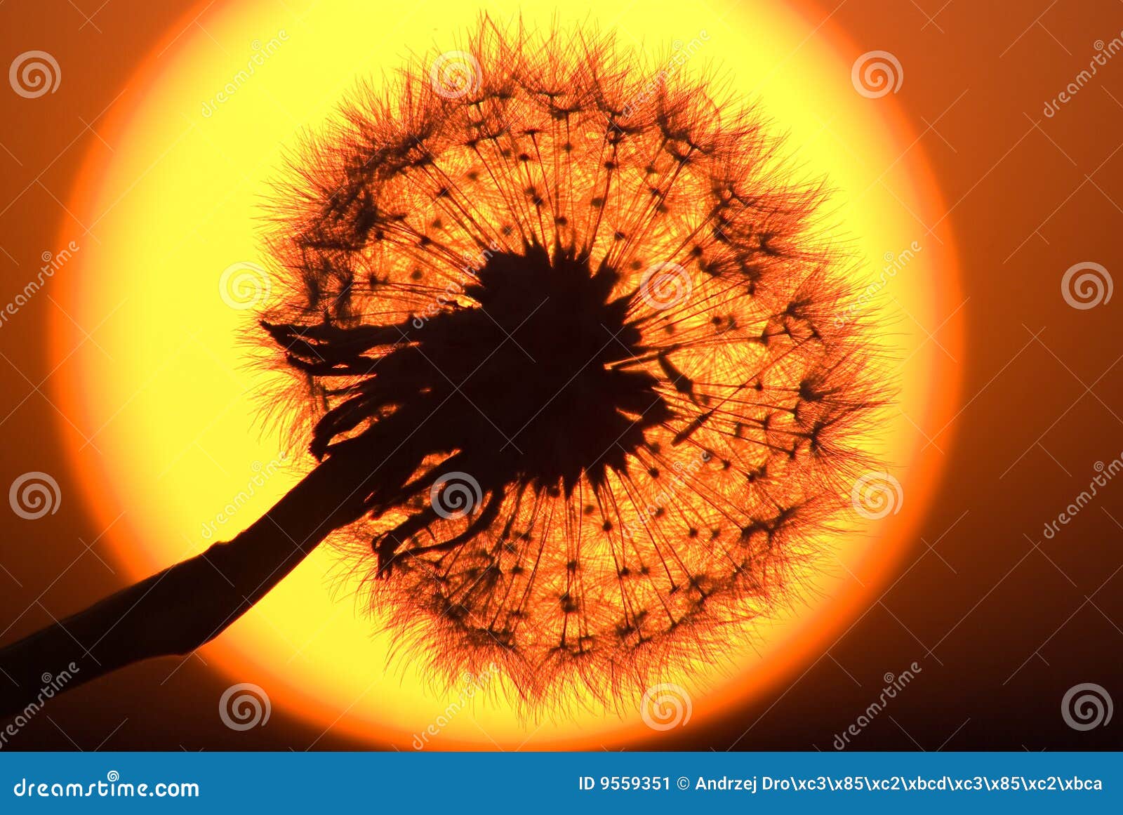 Dandelion on the sun disc stock image. Image of macro - 9559351