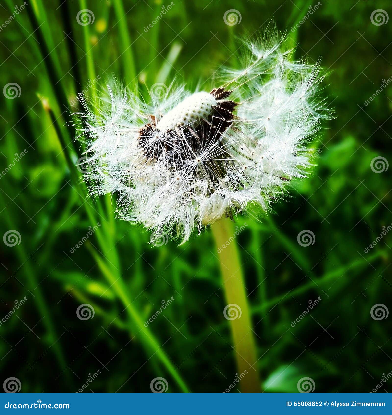 Dandelion in the sun stock photo. Image of dandelion - 65008852