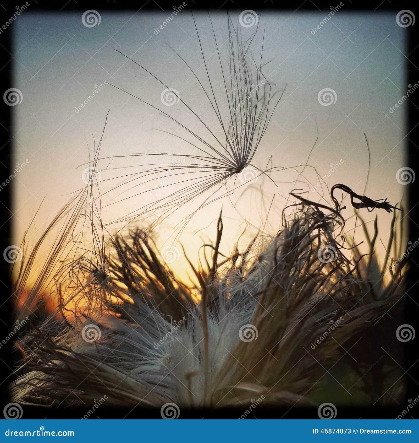 Dandelion sun set stock image. Image of sets, dandelion - 46874073