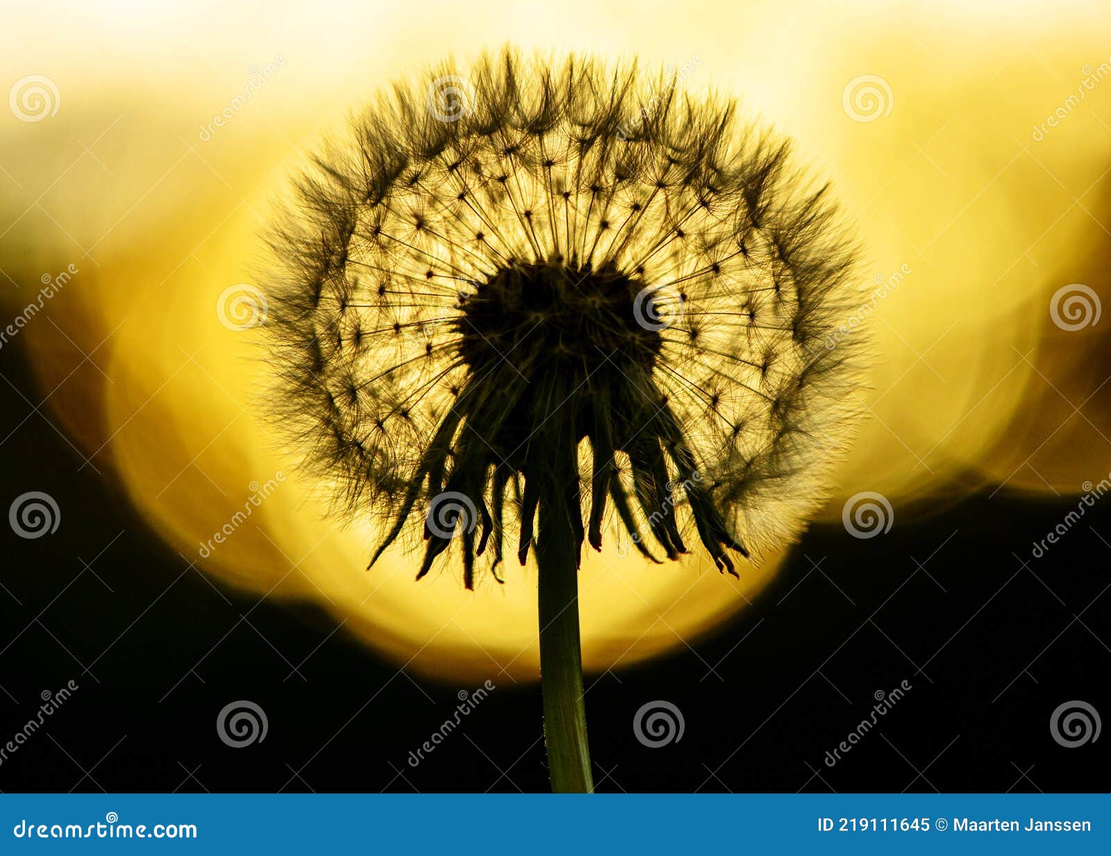 Dandelion sunset stock image. Image of beauty, seed - 219111645