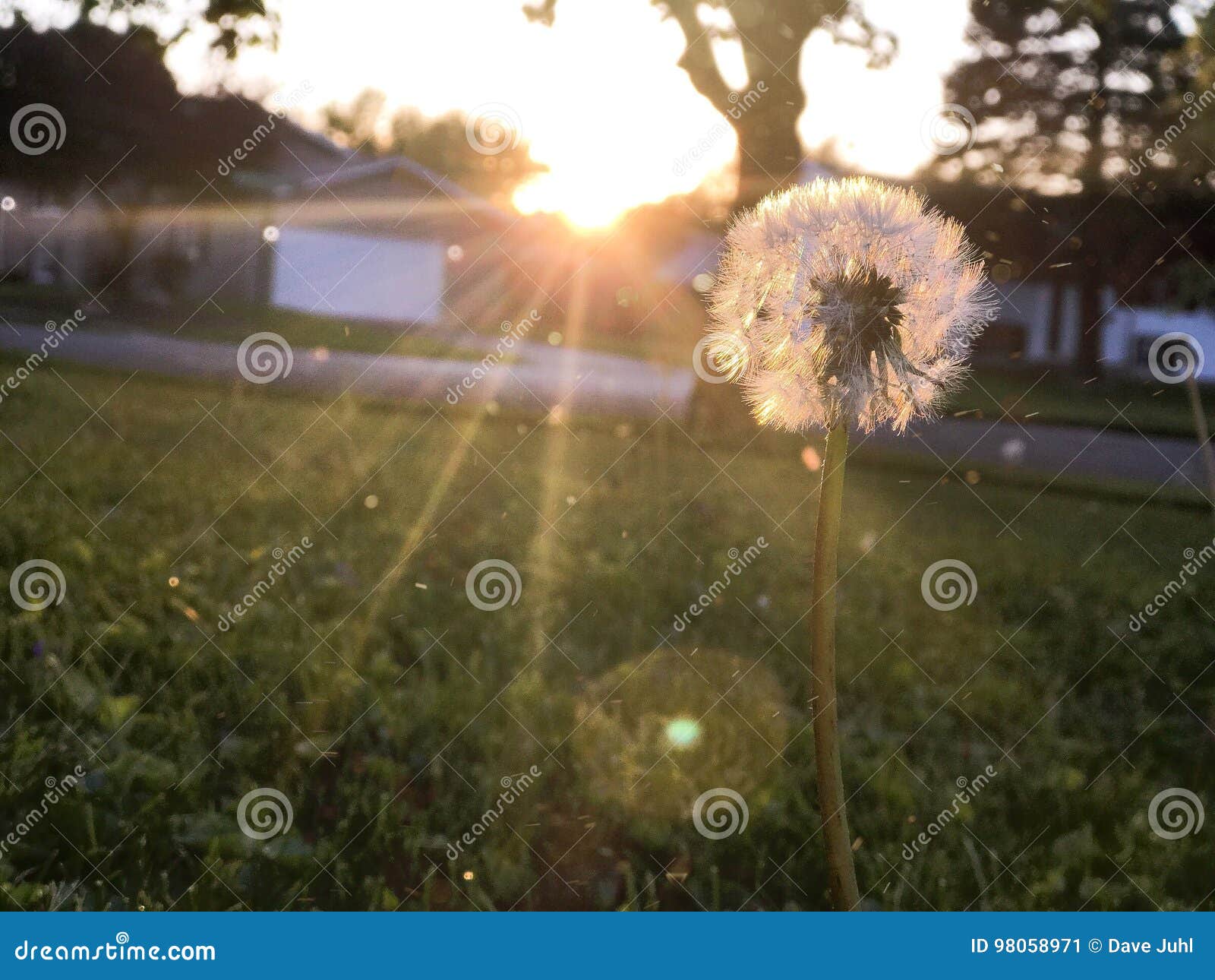 Dandelion stock image. Image of sunset, dandelion, summer - 98058971