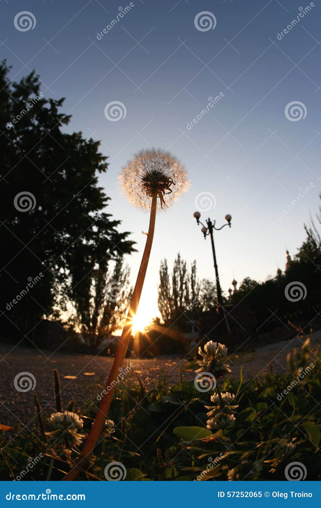 Dandelion at sunset stock image. Image of single, detail - 57252065