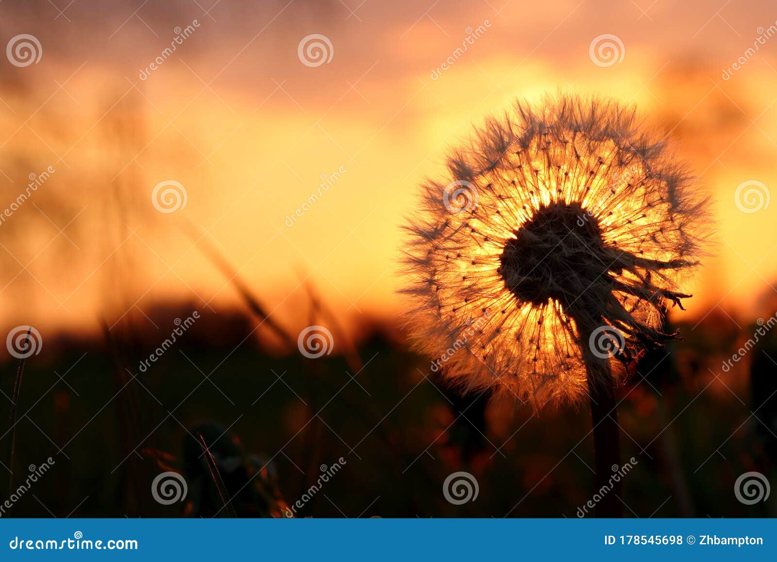 Dandelion at sunset stock photo. Image of birth, blow - 178545698