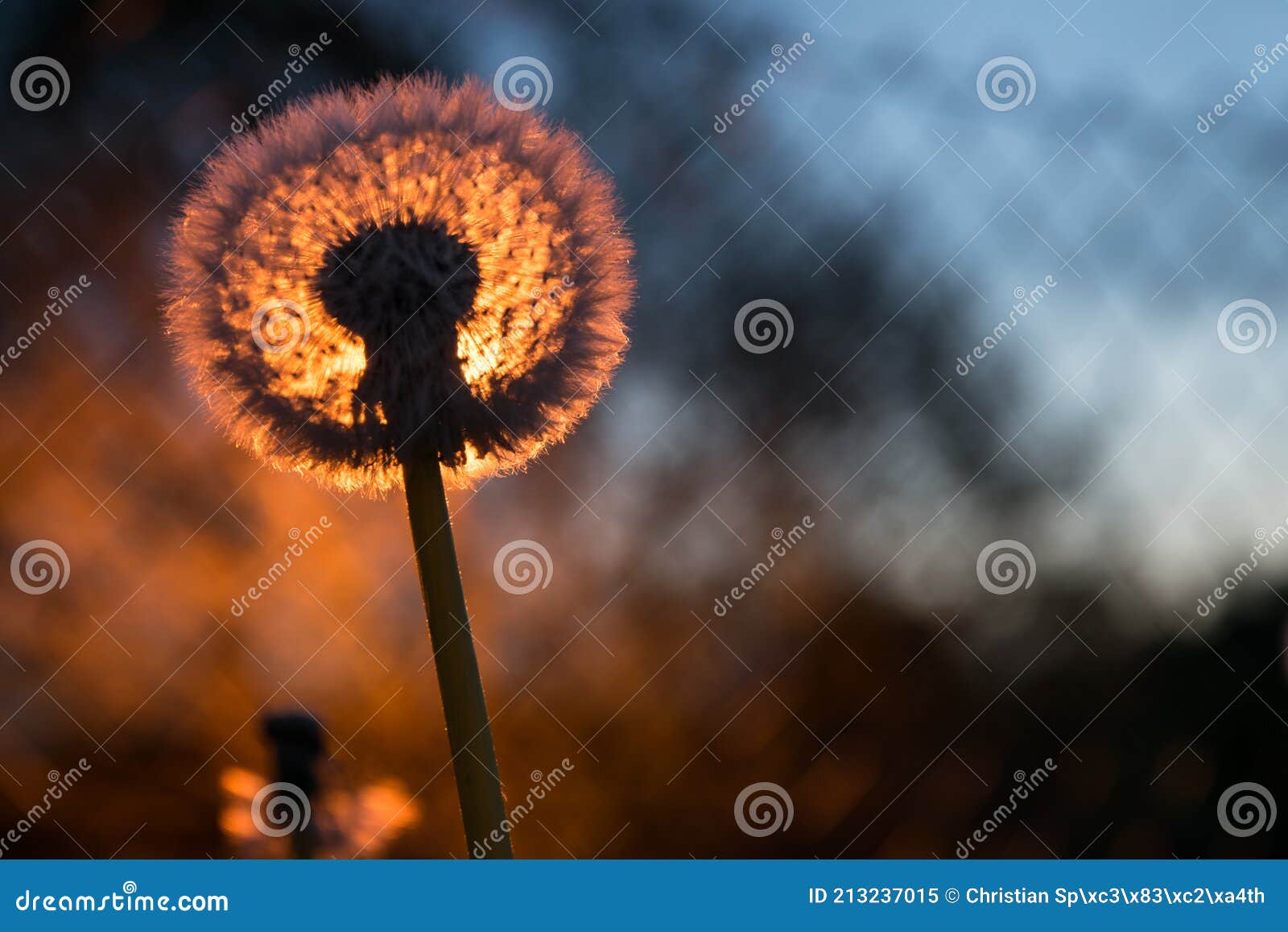Dandelion in the sunset stock image. Image of floral - 213237015