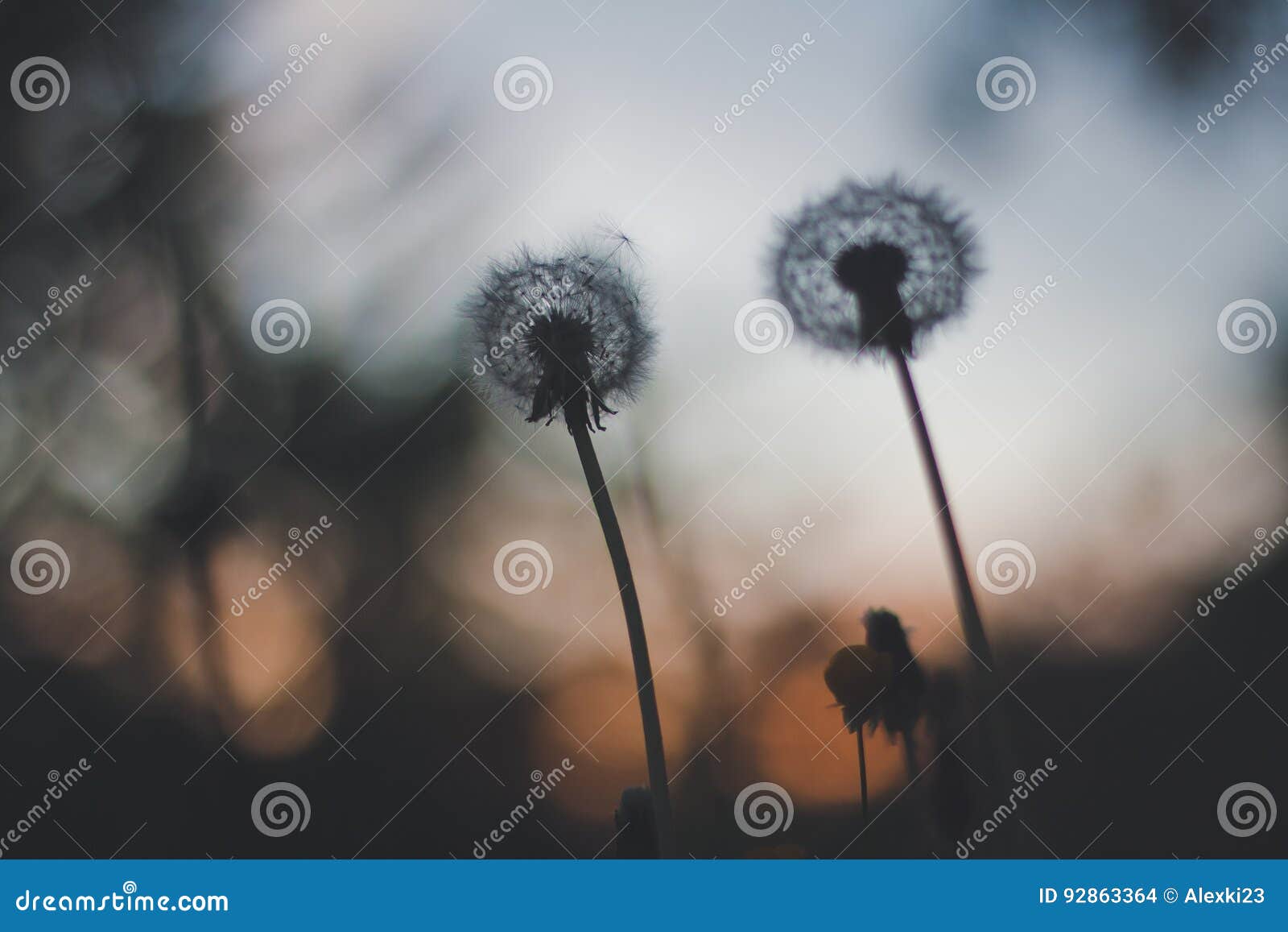 Dandelion sunset stock photo. Image of flower, dark, summer - 92863364