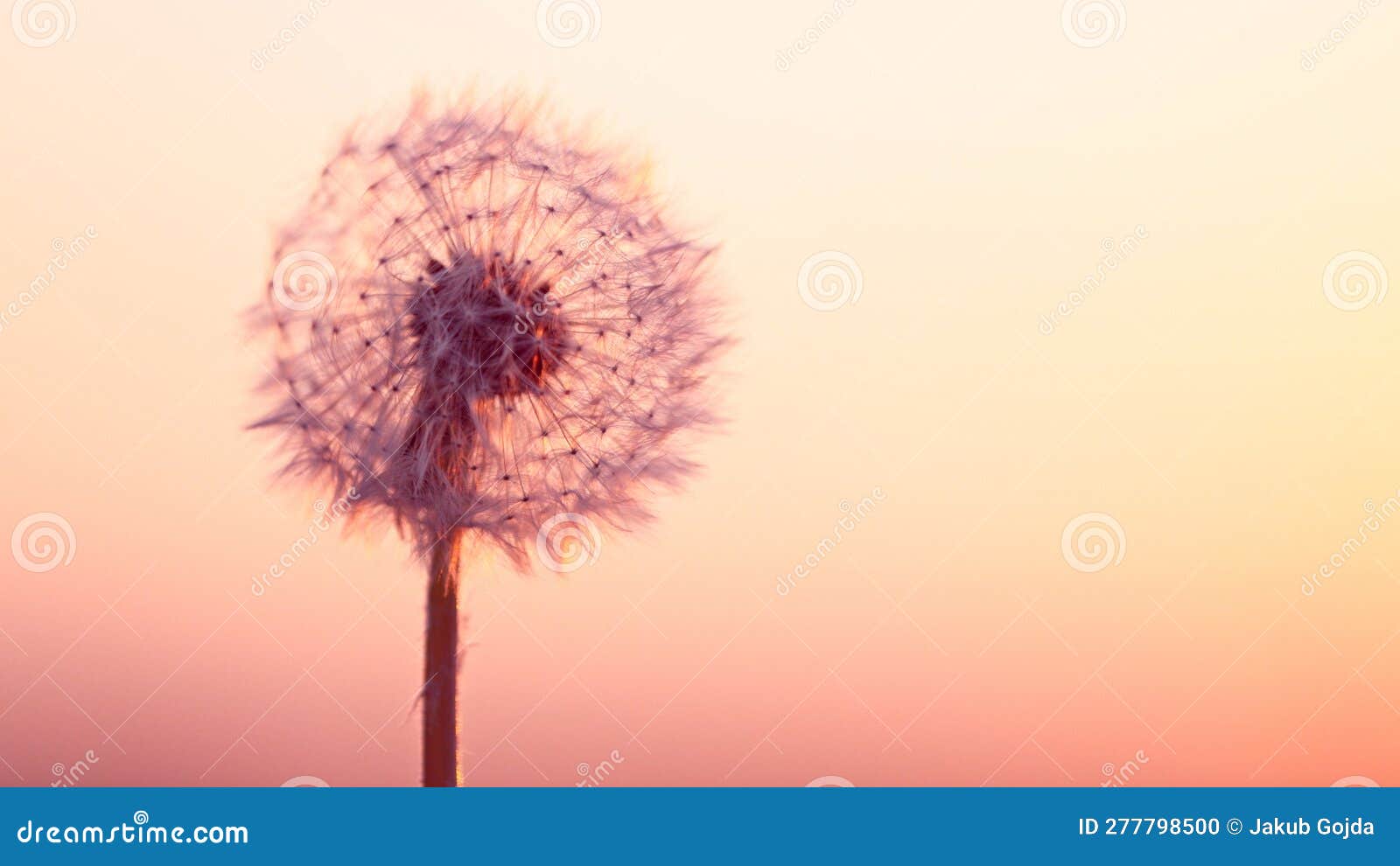 Dandelion in Sunset with Flying Seeds Stock Illustration - Illustration ...