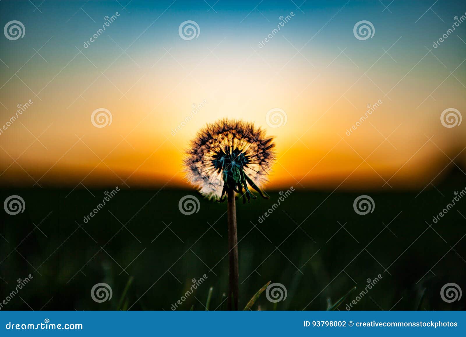 Dandelion At Sunset Picture. Image: 93798002