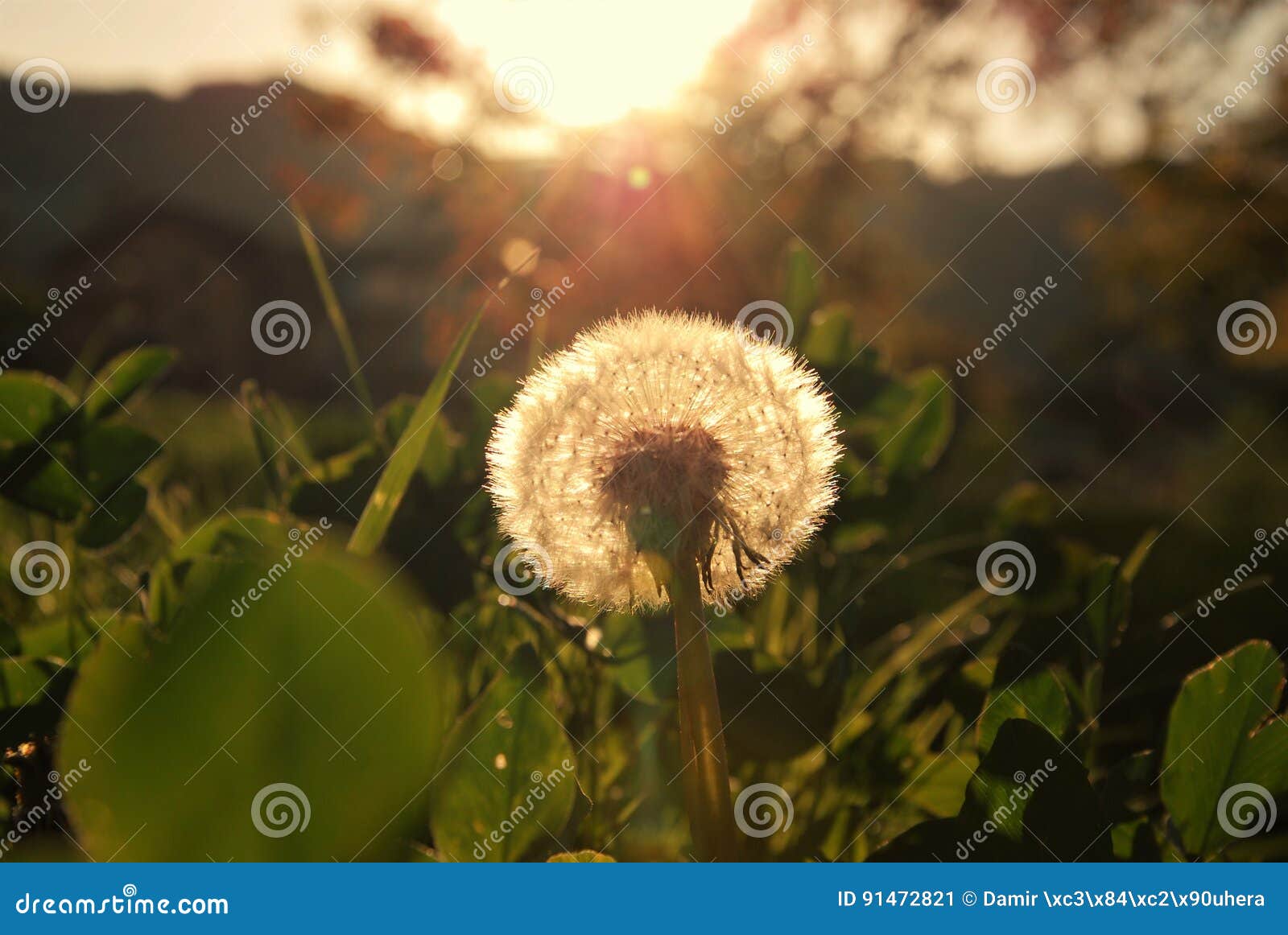 Dandelion at sunset stock image. Image of stalk, sunlit - 91472821