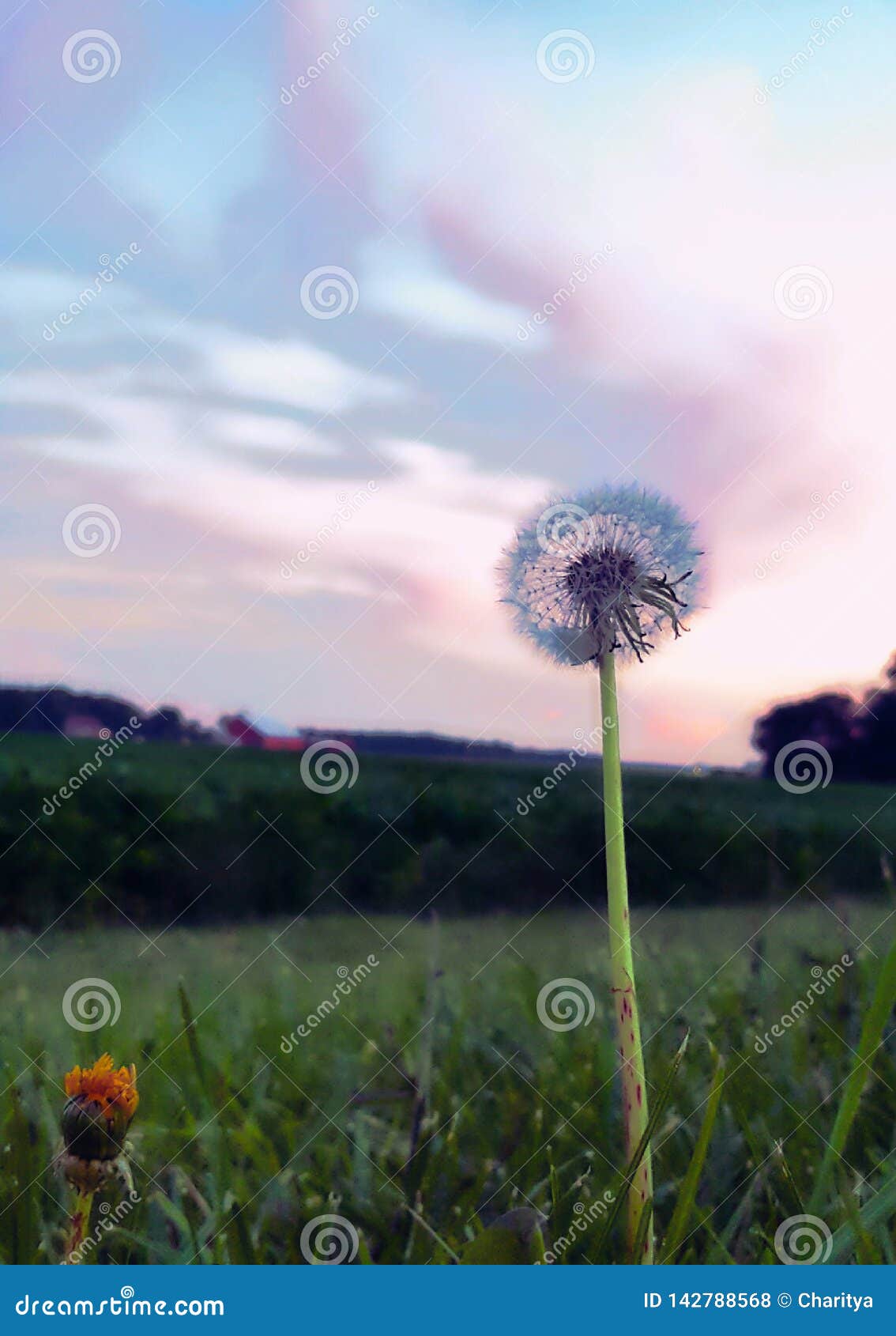 Dandelion and sunset stock photo. Image of sunset, dandelion - 142788568