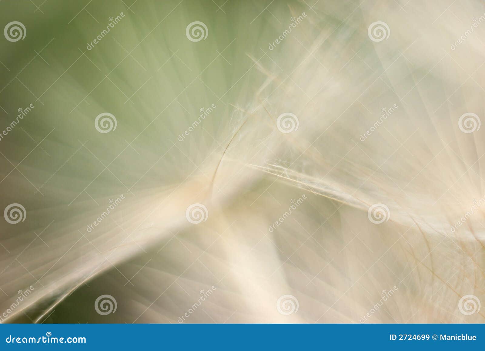 Dandelion texture stock image. Image of horizontal, closeup - 2724699