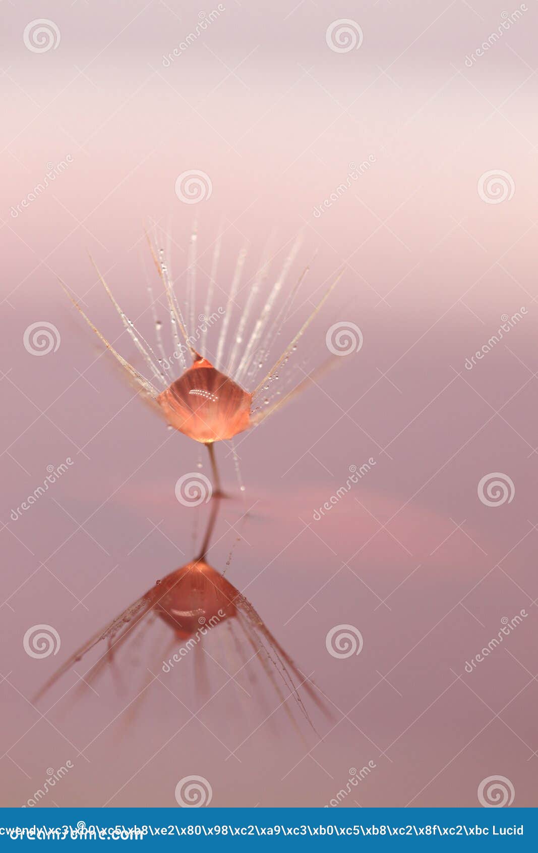 Dandelion Thread of Dandelion Clocks and Water Drops Stock Image ...
