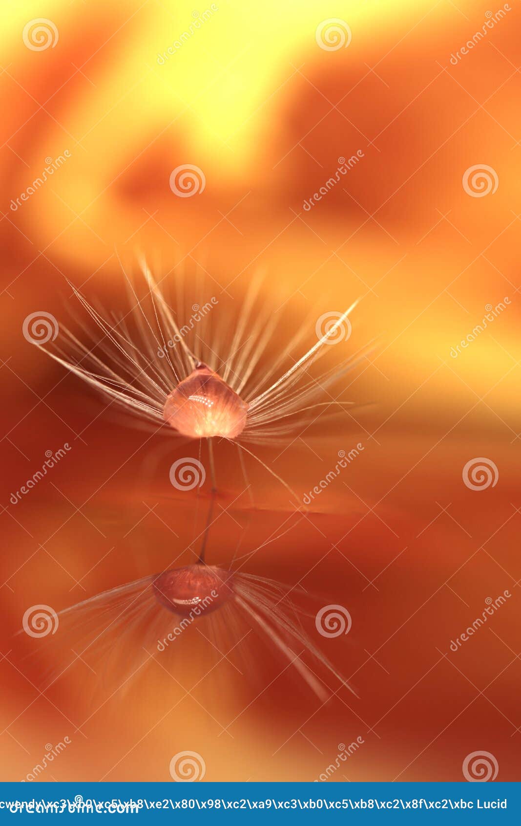 Dandelion Thread of Dandelion Clocks and Water Drops Stock Photo ...