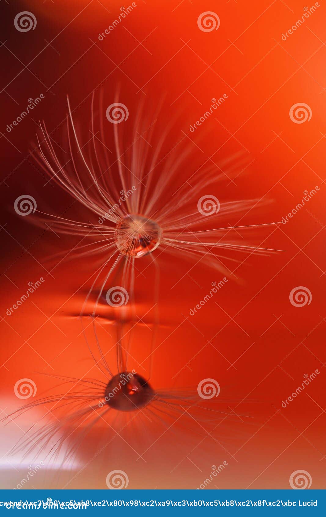 Dandelion Thread of Dandelion Clocks and Water Drops Stock Photo ...